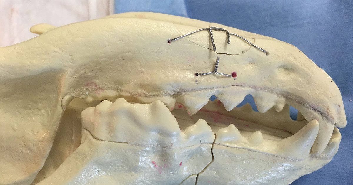 Cat & Dog Jaw Fracture Repair in Missoula, MT | Missoula Veterinary ...