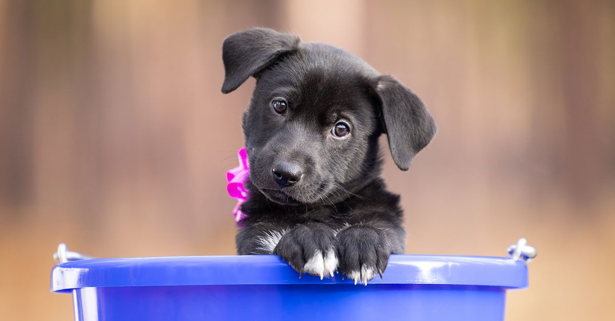 Vital Pulp Therapy for Pets in Missoula, MT | Missoula Veterinary Dentistry