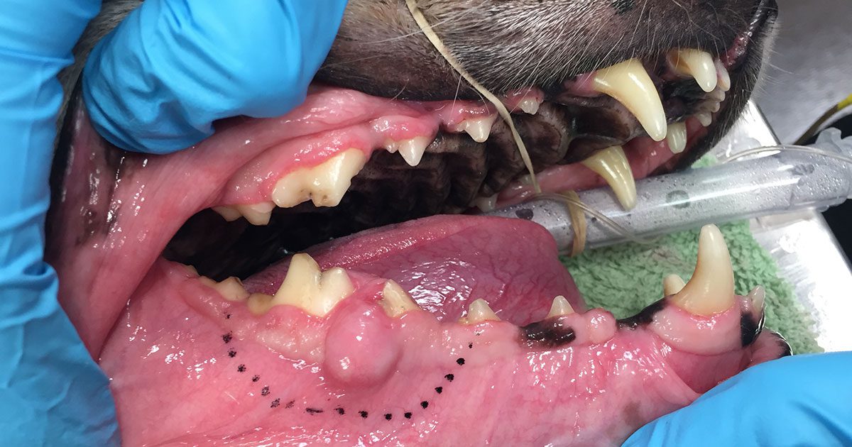 Oral Surgery for Cats & Dogs in Missoula, MT | Missoula Veterinary ...