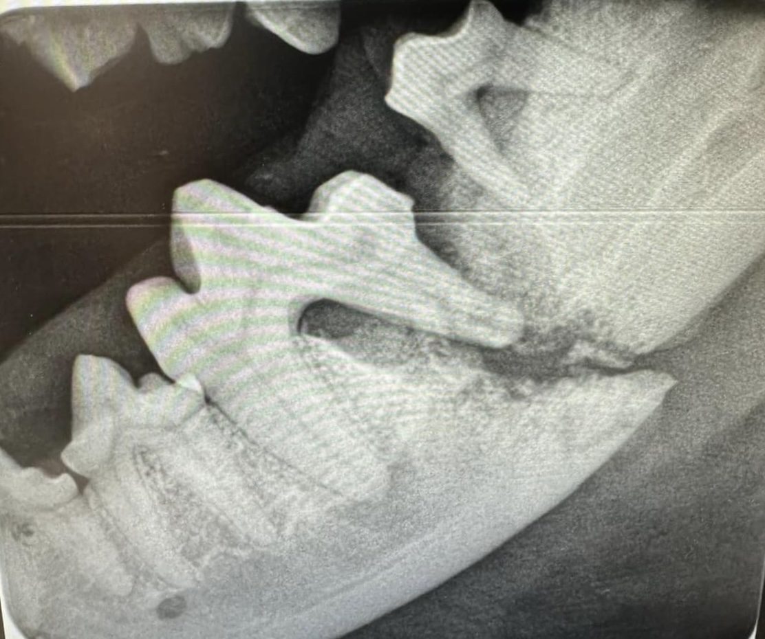 Causes for Jaw Fractures in Dogs | Missoula Veterinary Dentistry