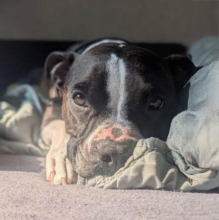 Cat & Dog Jaw Fracture Repair in Missoula, MT | Missoula Veterinary ...